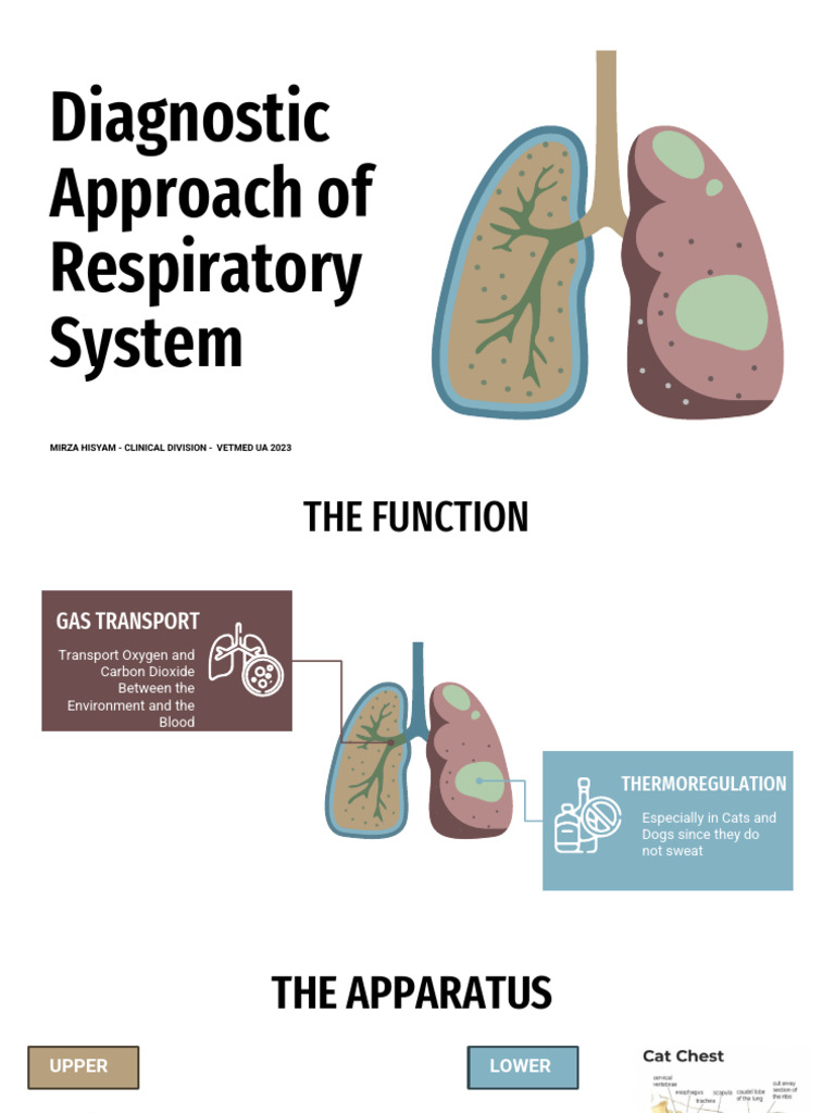 Diagnostic Respiratory System | PDF | Respiratory System | Respiratory ...