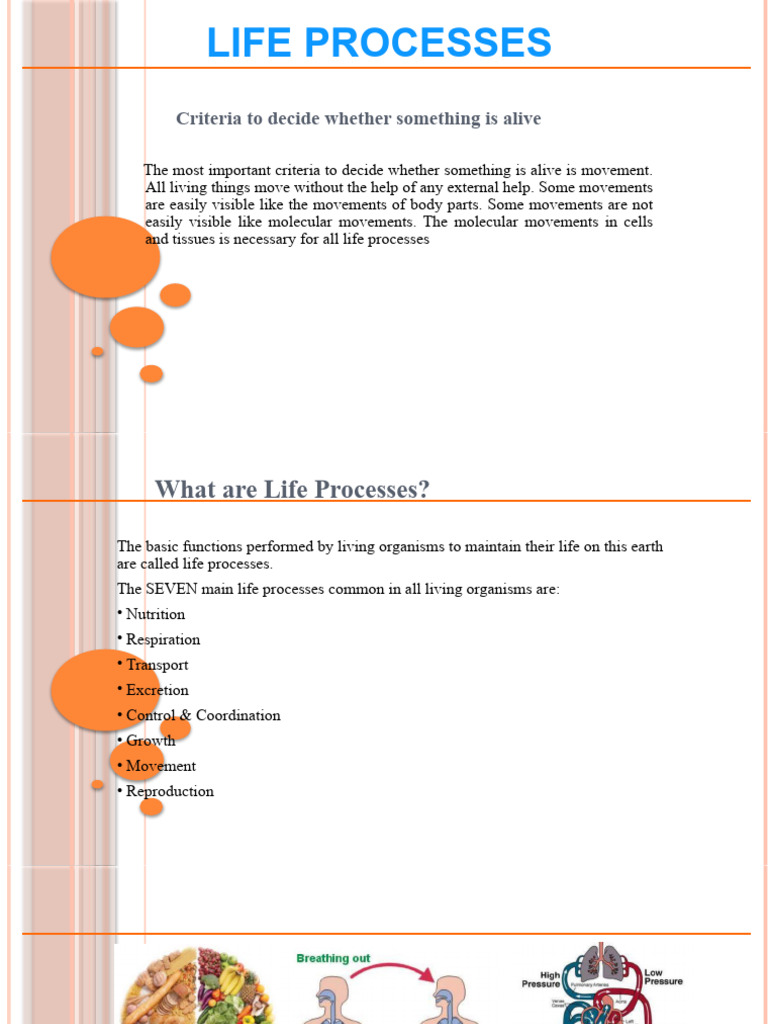 Life Processes | PDF | Nutrition | Diet & Nutrition