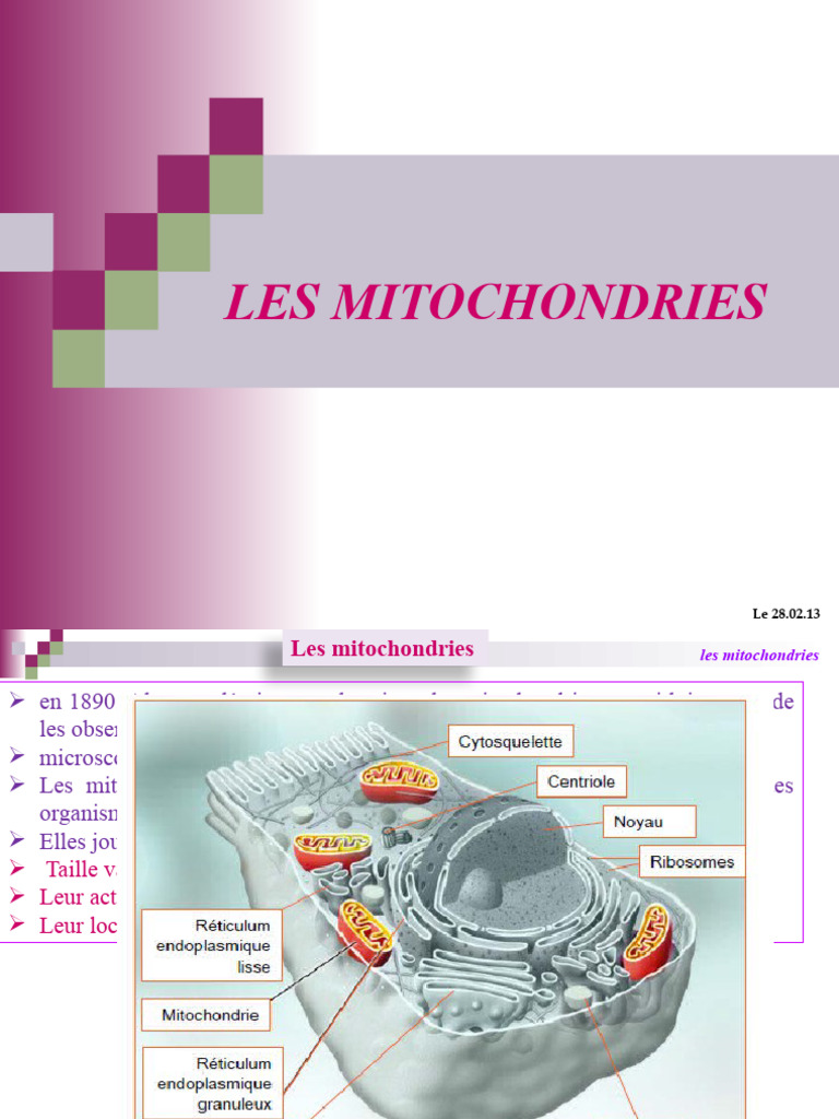 Structure et Fonction des Mitochondries | PDF | Mitochondrie | Adénosine triphosphate