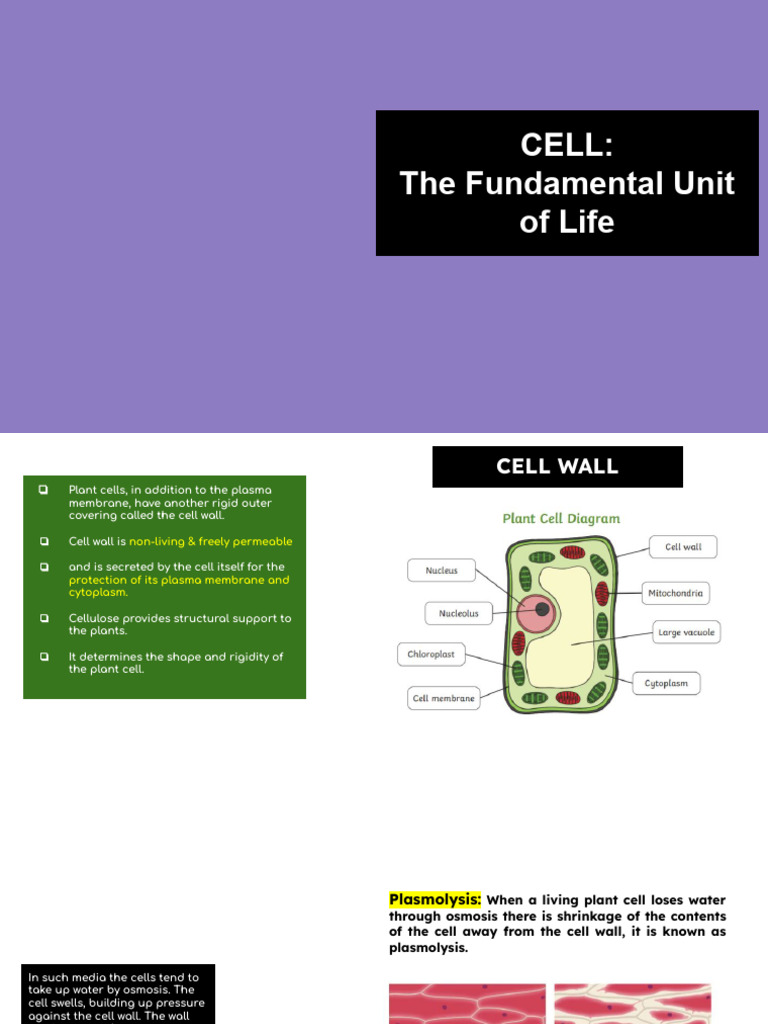 Cell - Fundamental Unit of Life Part 2 | Download Free PDF ...