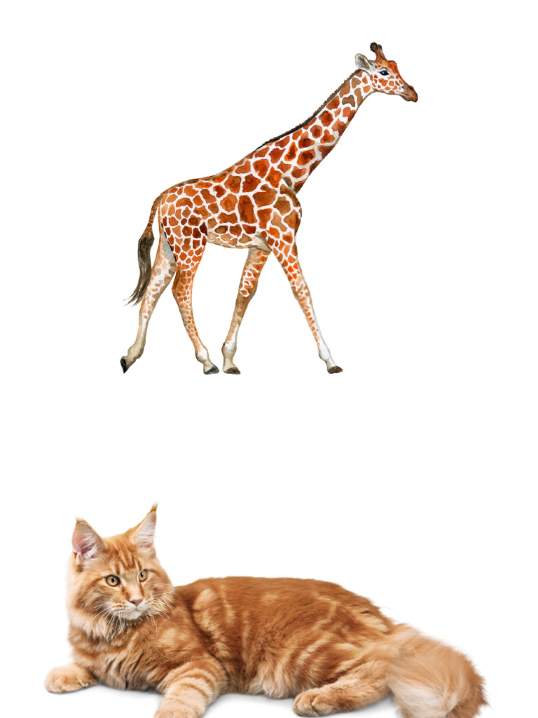 Amazing Animals Writing Activity | PDF