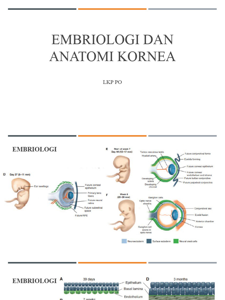 Embriologi Dan Anatomi Kornea | PDF
