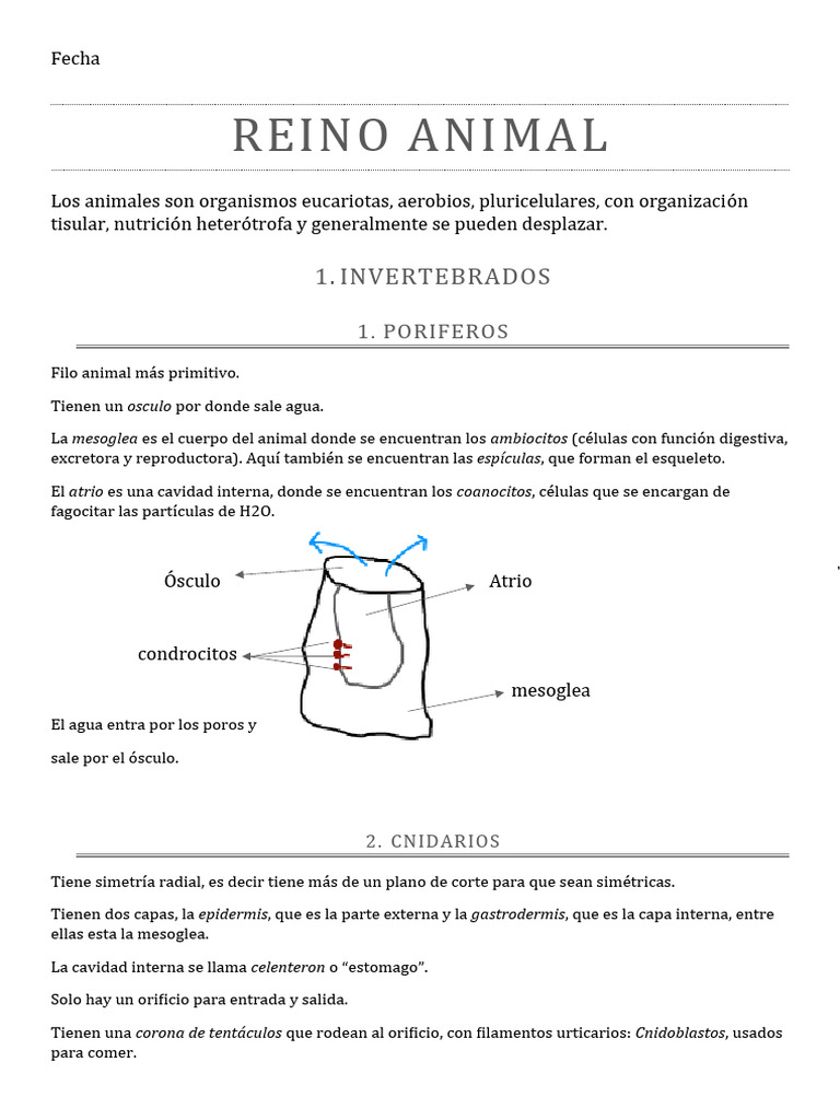 Clasificación de Animales: Invertebrados y Más | PDF | Zoología