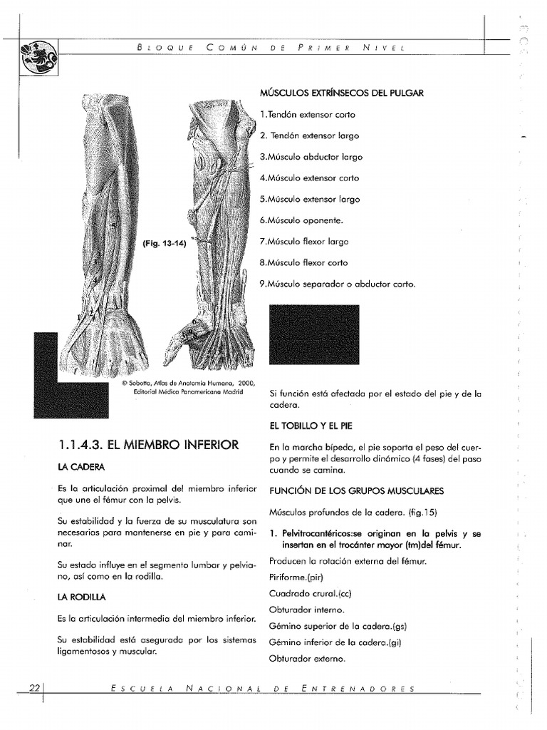 BC - 106 - S3 - Bases Anatom Fisiolog DXT | PDF