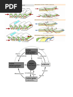 Types de Métamorphisme | PDF | Géologie | Pétrologie