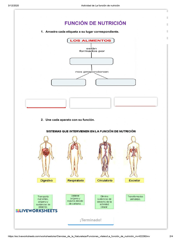 Actividad sobre la función de nutrición | PDF