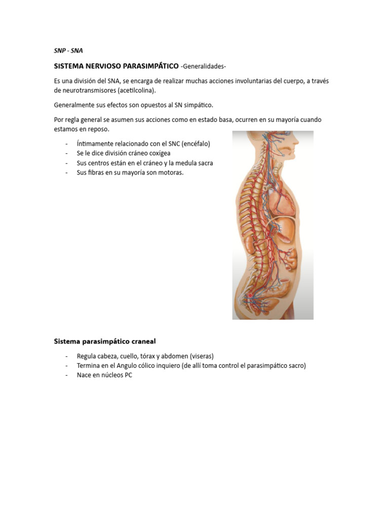 Anatomia Semana 13 Sisteman Nervioso Parasimpatico SNP SNA | PDF | Nervio vago | Cabeza y cuello ...