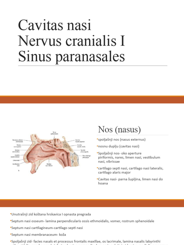 Cavitas Nasi | PDF
