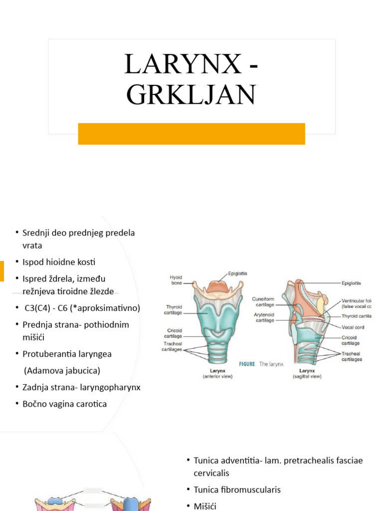 Larynx | PDF