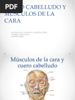 Anatomía de la región superciliar | PDF | Anatomía humana | Cabeza y ...