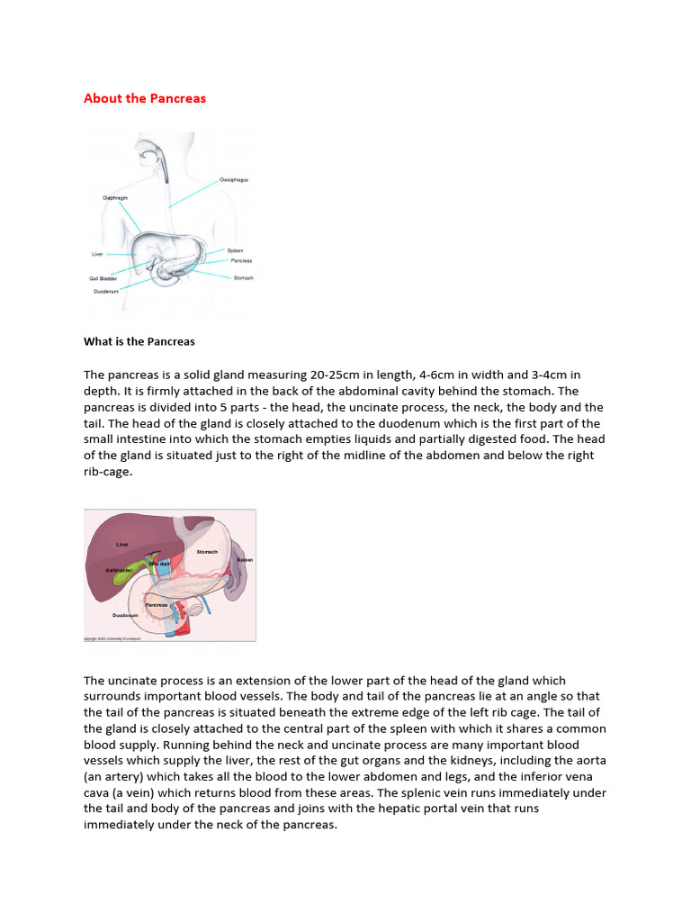 About The Pancreas | PDF | Pancreas | Digestion