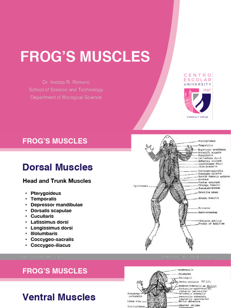 Frog Muscle Anatomy Overview | PDF
