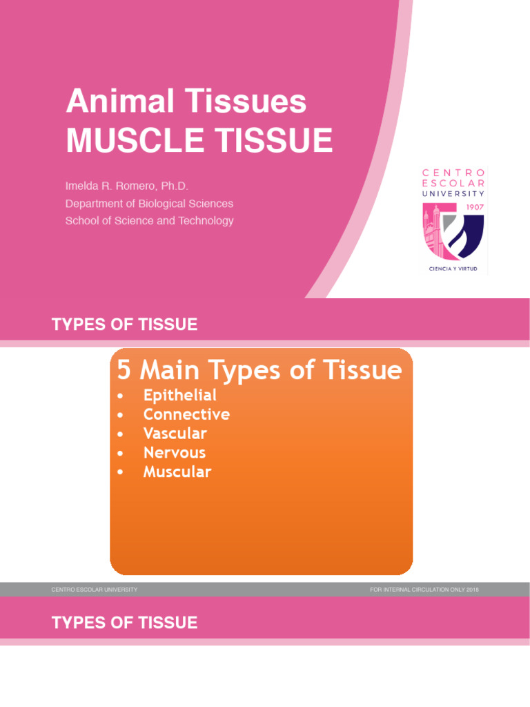 Muscle-Tissue | PDF | Muscle | Tissue (Biology)