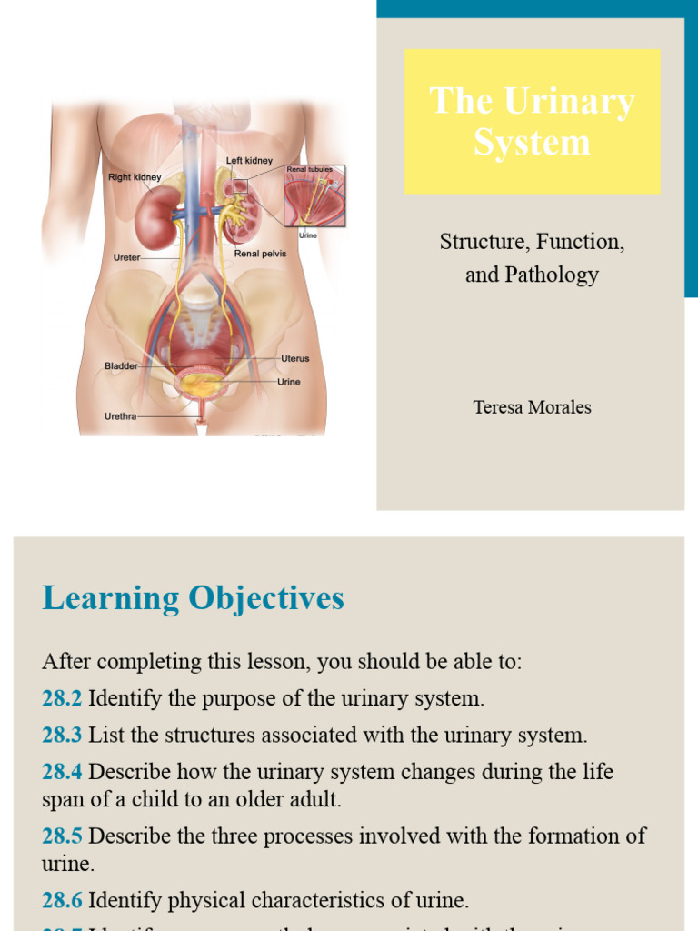 The Urinary System Structure, Function and Pathology | PDF | Urinary System | Kidney