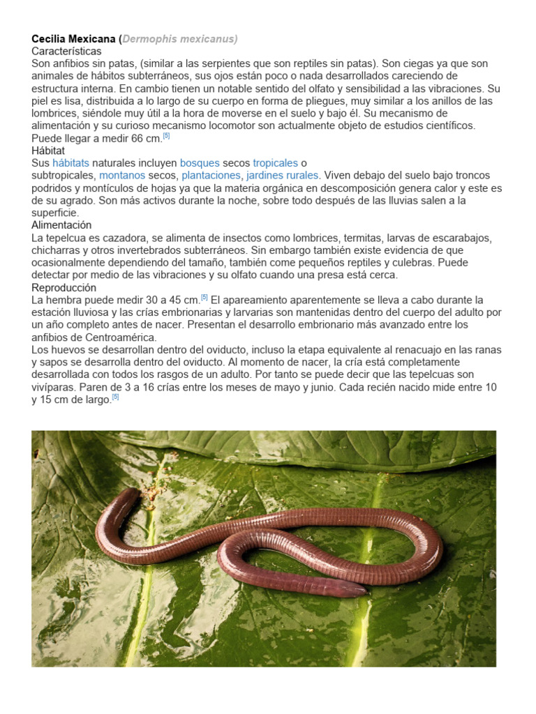 Características de la Tepelcua Mexicana | PDF