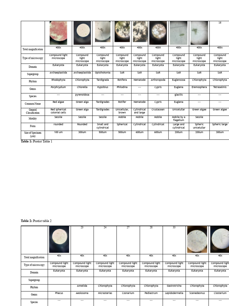 Protist Summary Table Template | PDF | Microscope | Eukaryotes