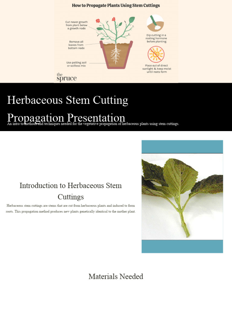 Herbaceous Stem Cutting Propagation Presentation | PDF | Agriculture | Organisms