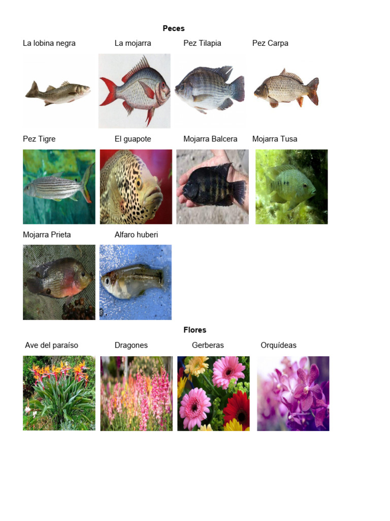 10 Especies de Peces en Guatemala | PDF