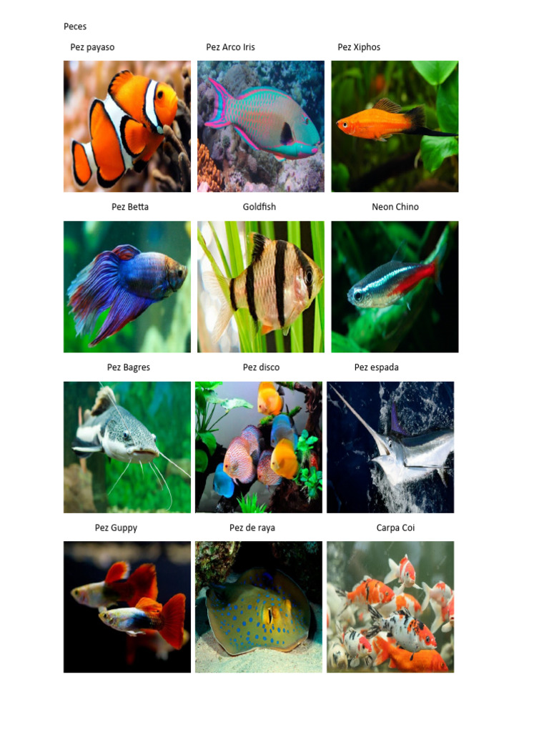 Nombres de Peces Comunes y Bonitos | PDF