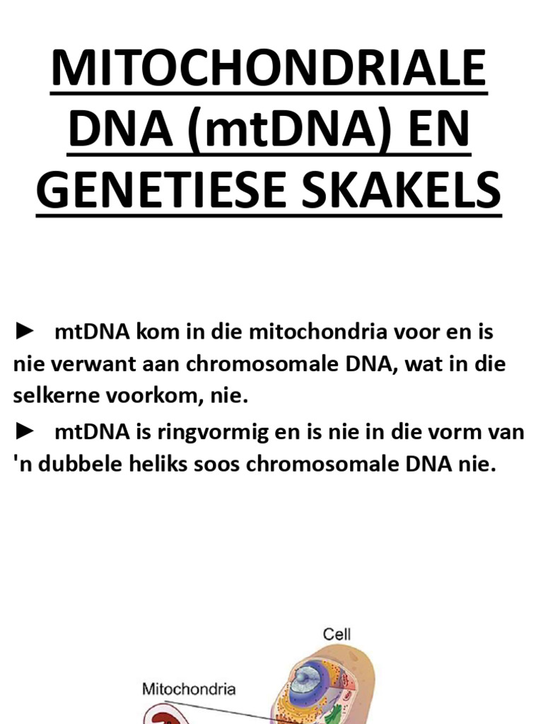 LES 38 MITOCHONDRIALE DNA (mtDNA) EN GENETIESE SKAKELS | PDF