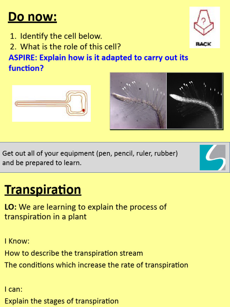 Lesson 45 Transpiration | PDF | Stoma | Leaf