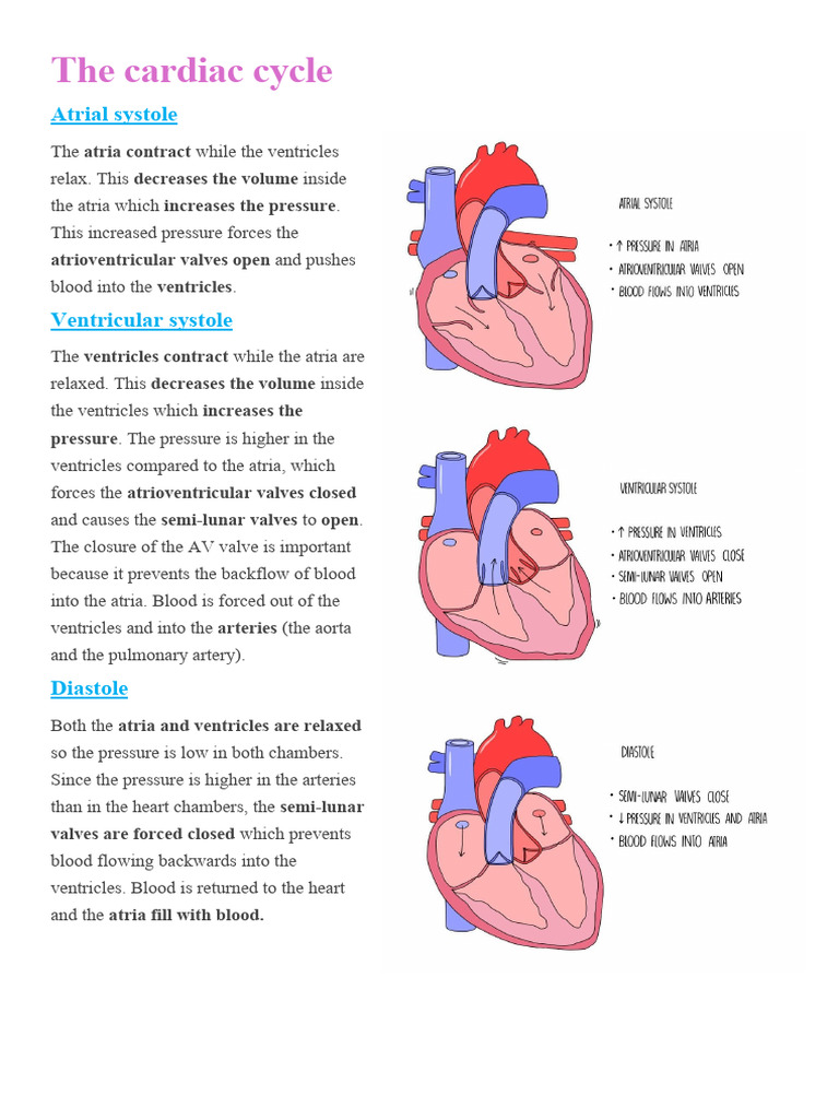 The cardiac cycle | PDF