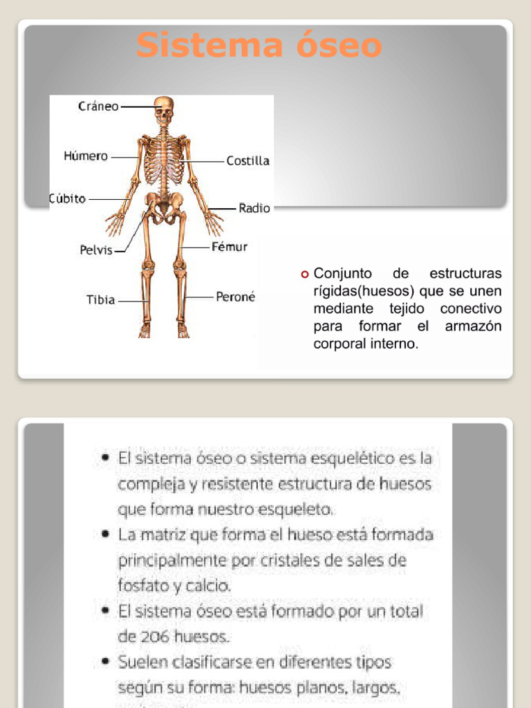 El Sistema Oseo | PDF