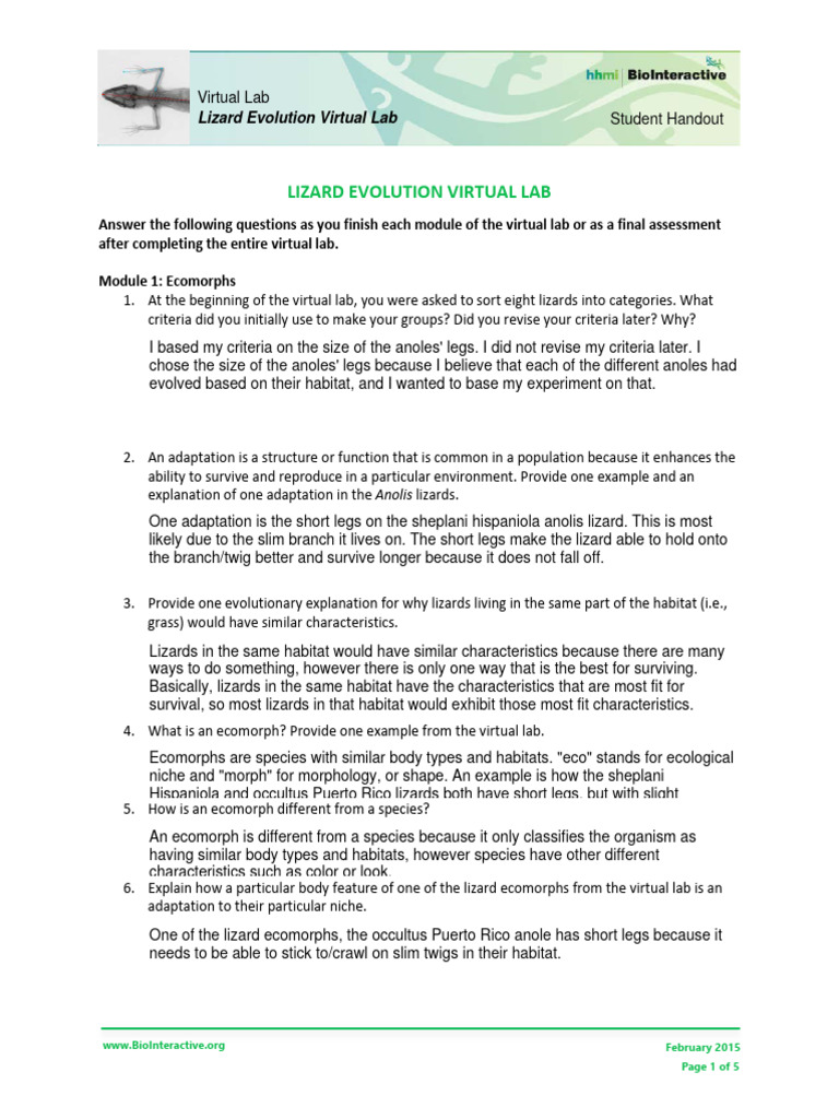 Lizard Evolution Virtual Lab Student Worksheet | PDF | Ecological Niche | Evolution
