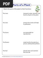 Activity Sheet Where Do Plants Live | PDF | Plants | Habitat