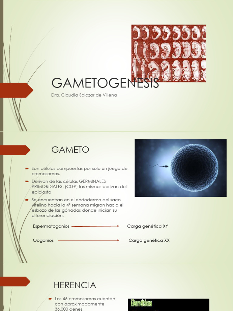 4 Gametogenesis | PDF | Mitosis | Mitosis