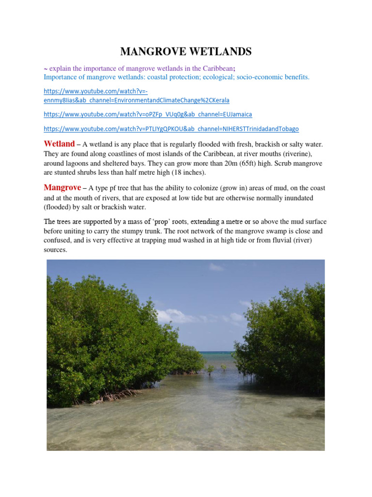 Mangrove Wetlands | PDF | Wetland | Mangrove