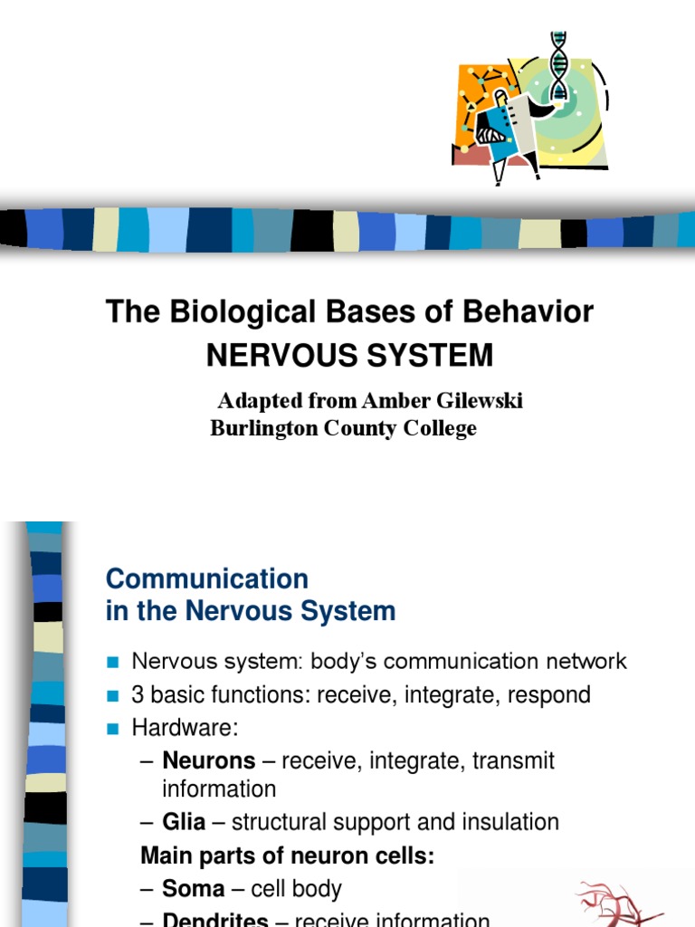 The Biological Bases of Behavior Nervous System: Adapted From Amber ...