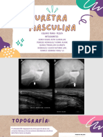 Anatomía y Porciones de la Uretra Masculina | PDF