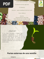 Partes de La Semilla y Sus Funciones | PDF | Semilla | Germinación