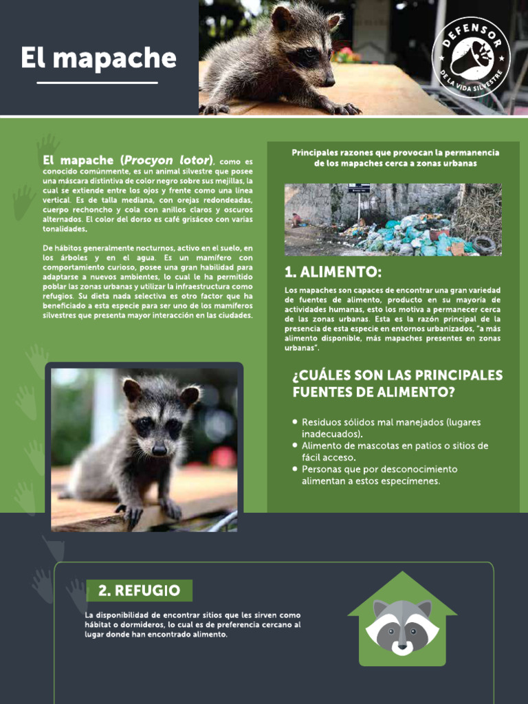 Ficha Mapaches | PDF