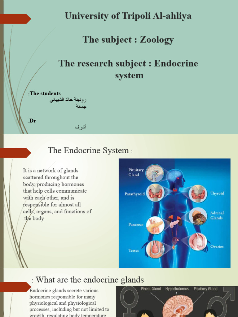 Overview of the Endocrine System | PDF | Endocrine System | Human Body