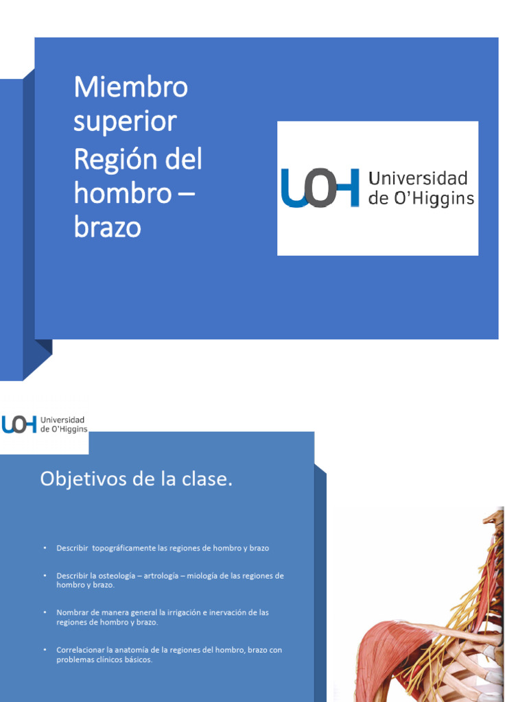 Clase 6 Cingulo Pectoral y Brazo | PDF | Hombro | Extremidades (anatomía)