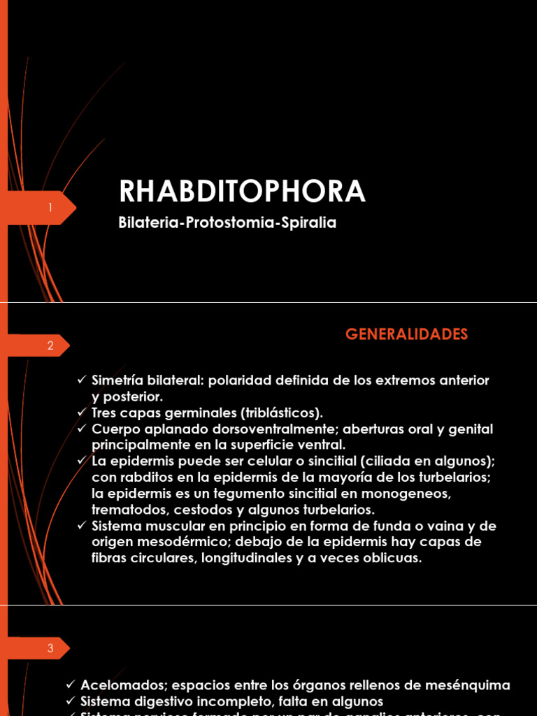 Características de Rhabditophora en Platelmintos | PDF | Biología ...