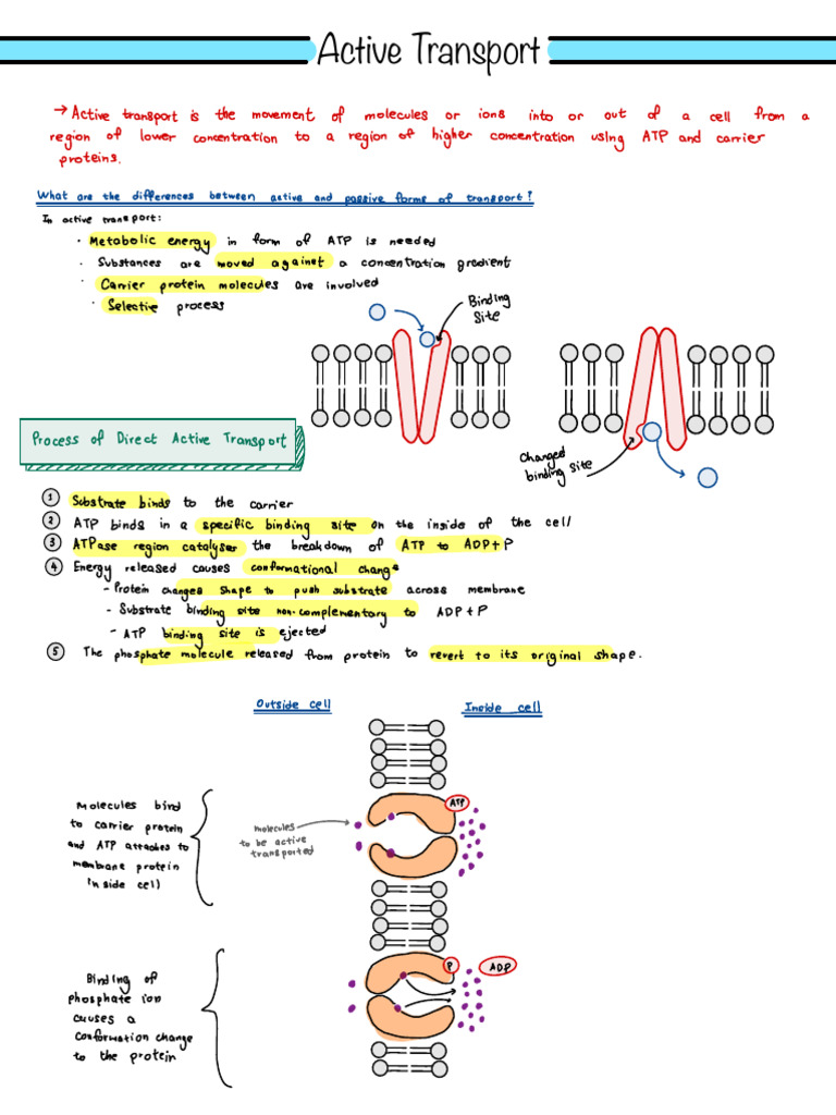 Active Transport - FactRecall | PDF | Adenosine Triphosphate | Biomolecules