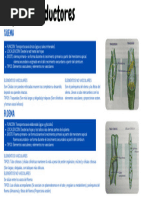 Tejido Conductor Vegetal | PDF | Fisiología de las plantas | Botánica