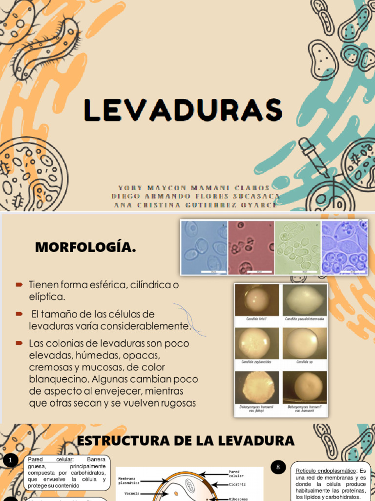 Levaduras Pdf Levadura Citoplasma