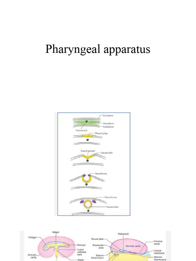 pharyngeal apparatus | PDF | Anatomy | Human Anatomy