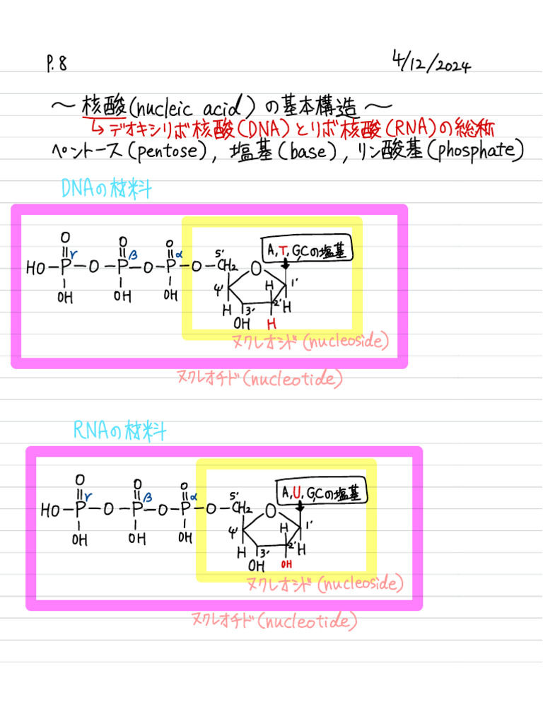 DNA and RNA structure | PDF | Nucleic Acids | Organic Polymers