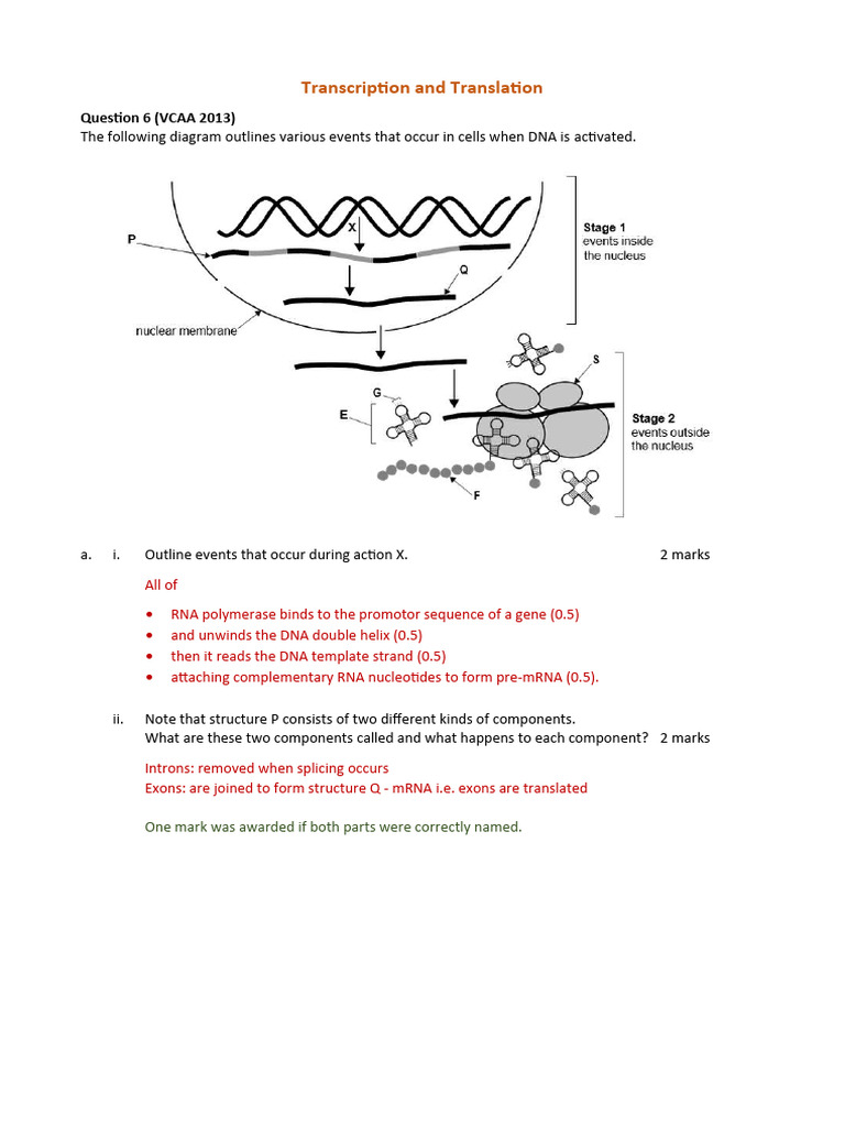 2b. Transcription and Translation - Solutions | PDF