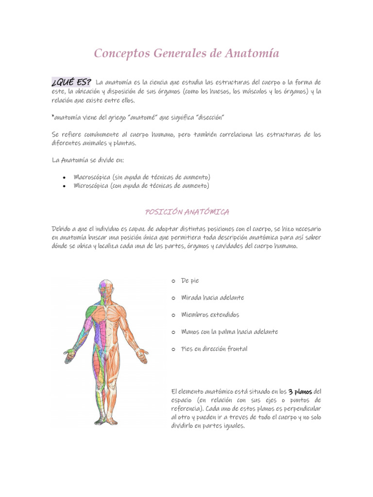 Planos Anatomicos | PDF | Términos anatómicos de ubicación | Anatomía