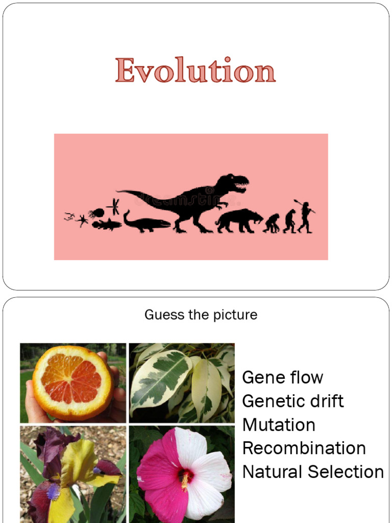 Mechanisms of Evolution Explained | PDF | Genetics | Mutation