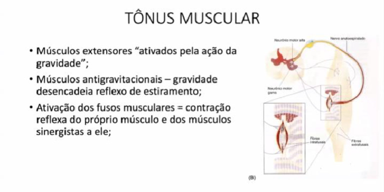 Tonus Muscular | PDF