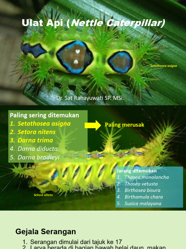 Biologi dan Dampak Ulat Api Setothosea | PDF