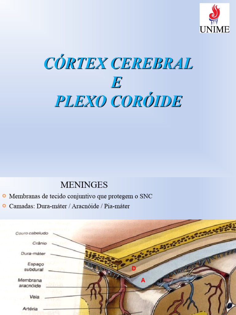 Histologia do Plexo Coroide | PDF | Cérebro | Córtex cerebral