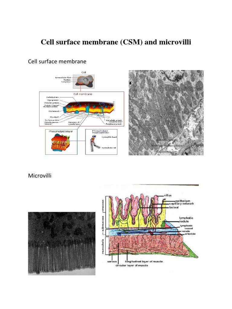 Cell Surface Membrane | PDF | Cell Membrane | Cell (Biology)